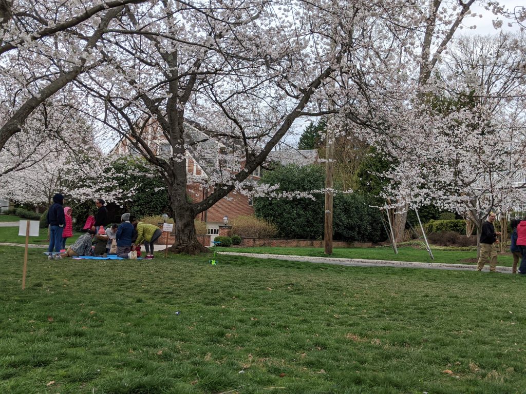 Cherry blossom viewers continue to visit Kenwood amid COVID-19 concerns ...