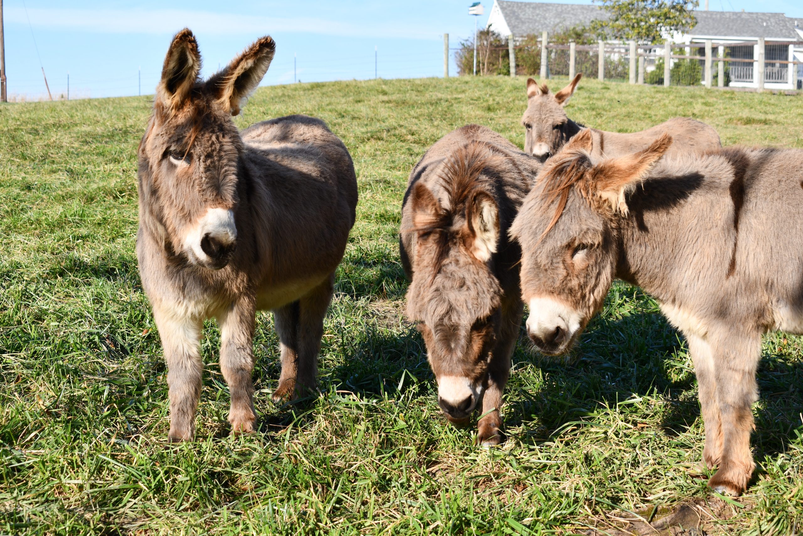 Farming the future: Family-owned MoCo farms bounce back - The Wash