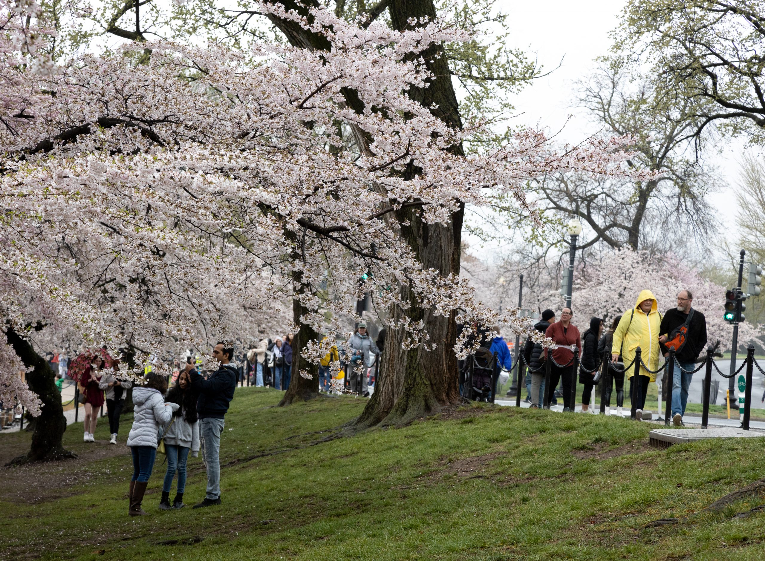 Cherry blossoms remain beautiful despite environmental challenges - The ...