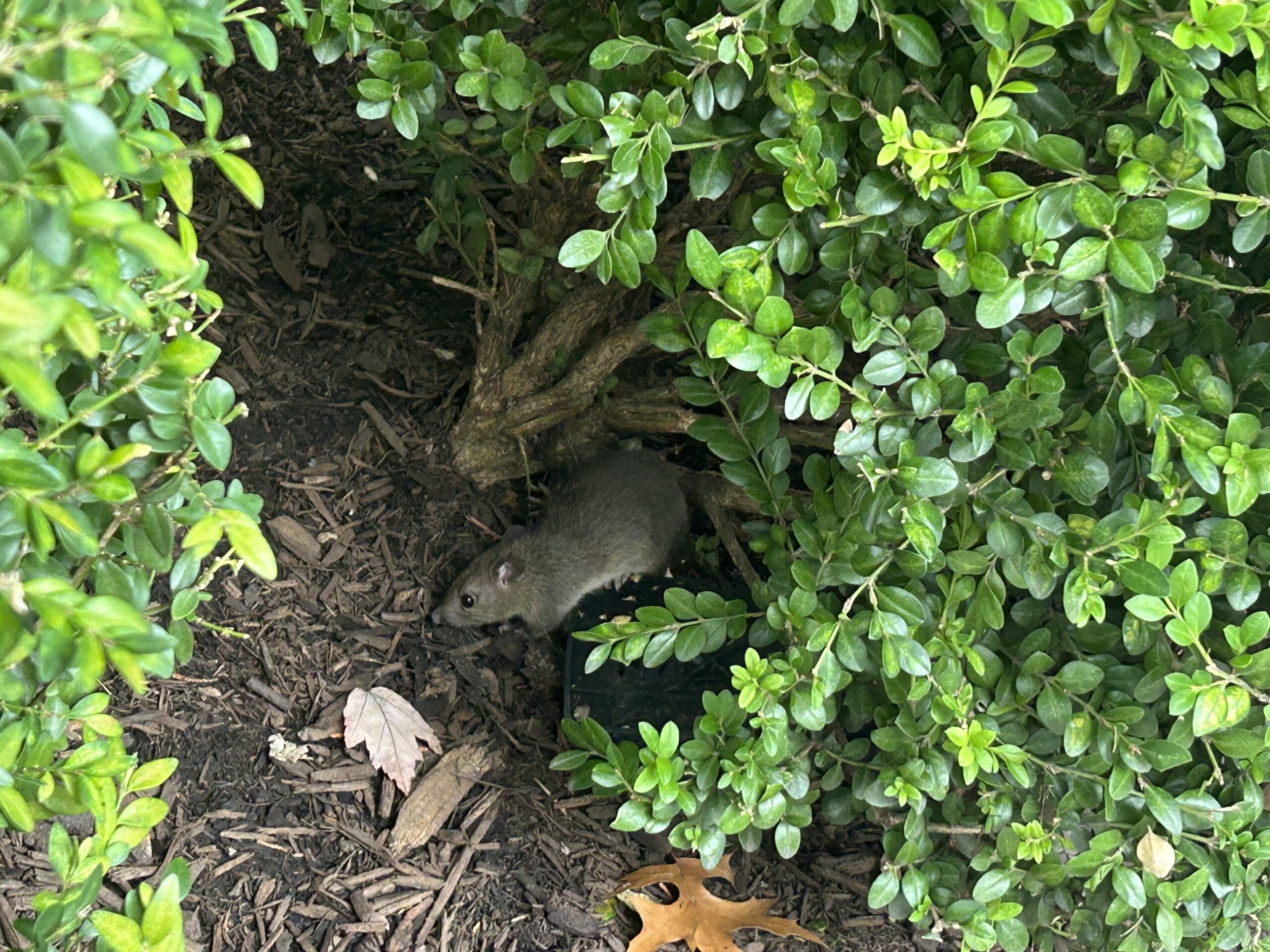 Rats! They’re all over Adams Morgan, but who’s to blame? - The Wash